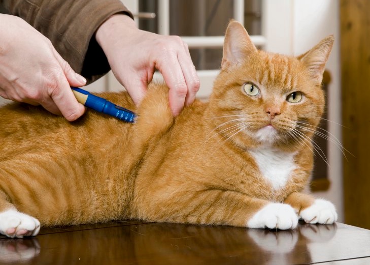 Diabète du chat : comment le gérer