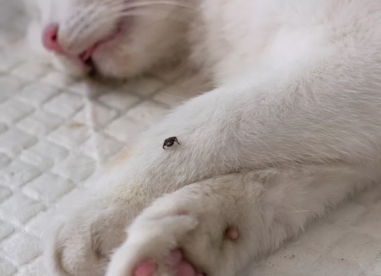 Comment enlever une tique sur un chat : les différentes méthodes